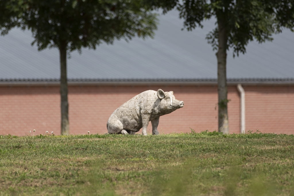 Nederland telt 11,4 miljoen varkens. Maar waar zijn ze? - De Correspondent