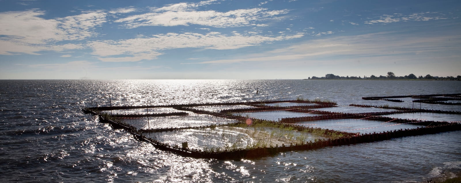 Hoe je van dodelijk slib een florererend natuurgebied maakt - De ...