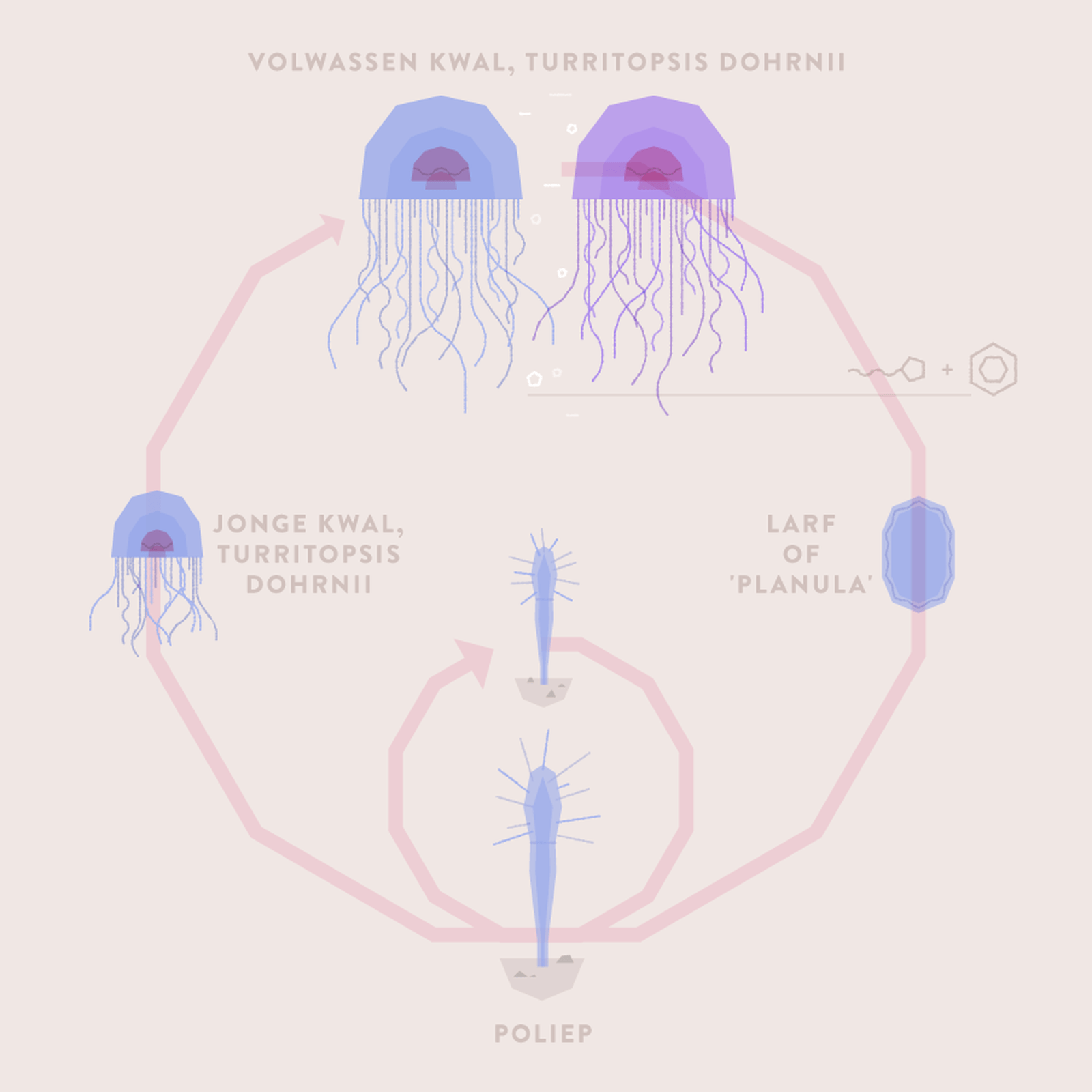Hoe de onsterfelijke kwal mythische proporties aannam - De Correspondent