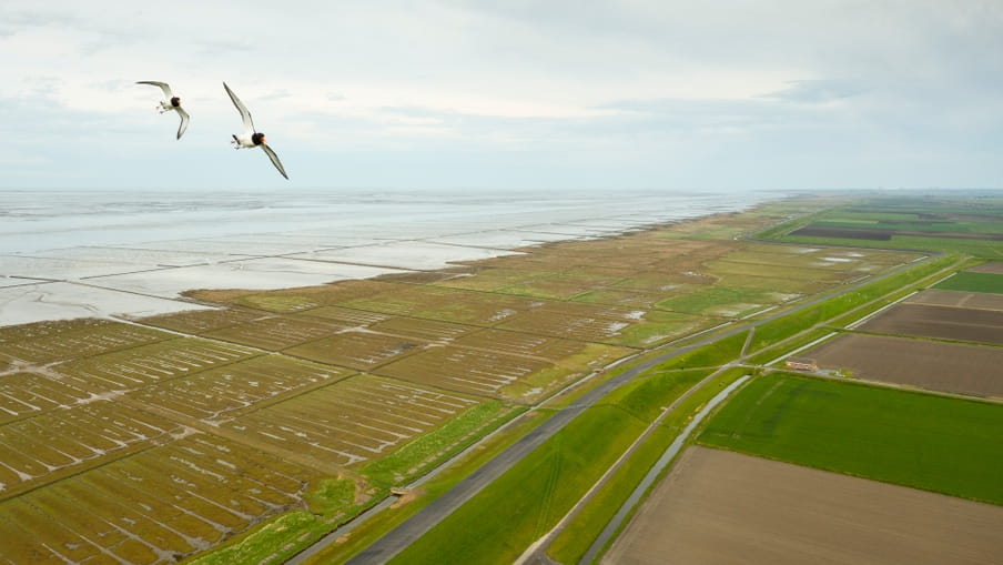 Het waddengebied is beschermd, maar niet tegen Economische Zaken - De ...