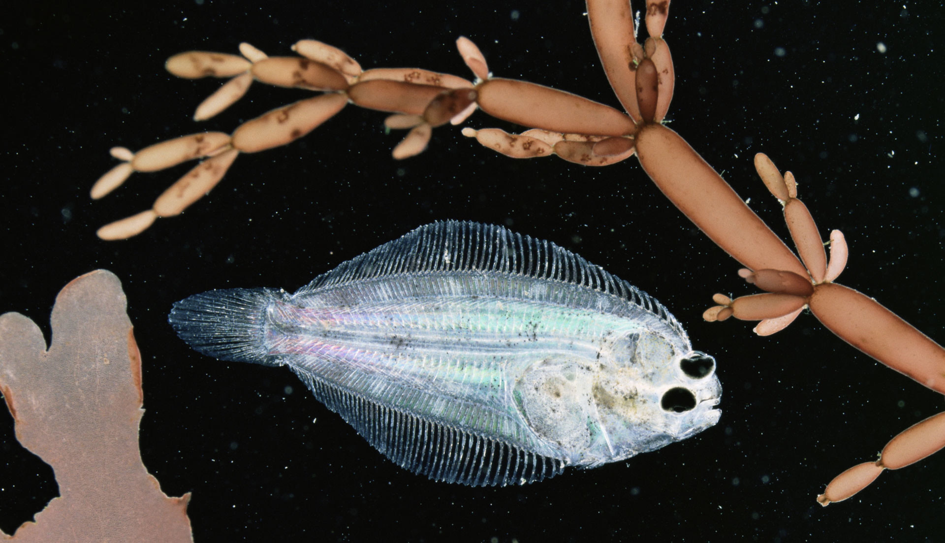 Wat het fascinerende verhaal van de platvis ons vertelt over de omgang ...