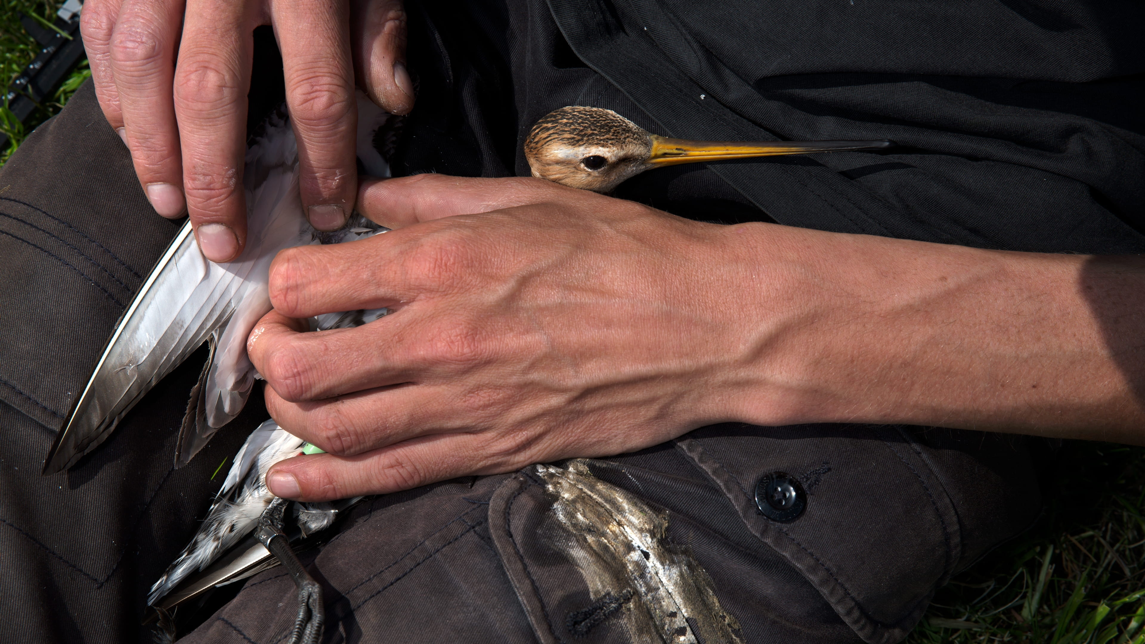 Isabelle van Hemert - De Correspondent
