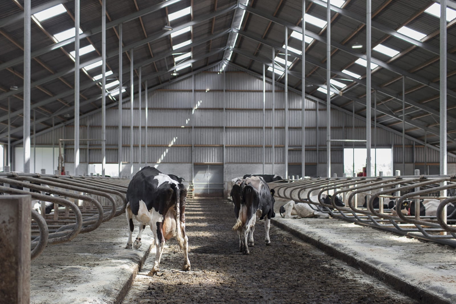 Hierdoor blijven Nederlandse boeren steeds meer melk produceren (ook ...
