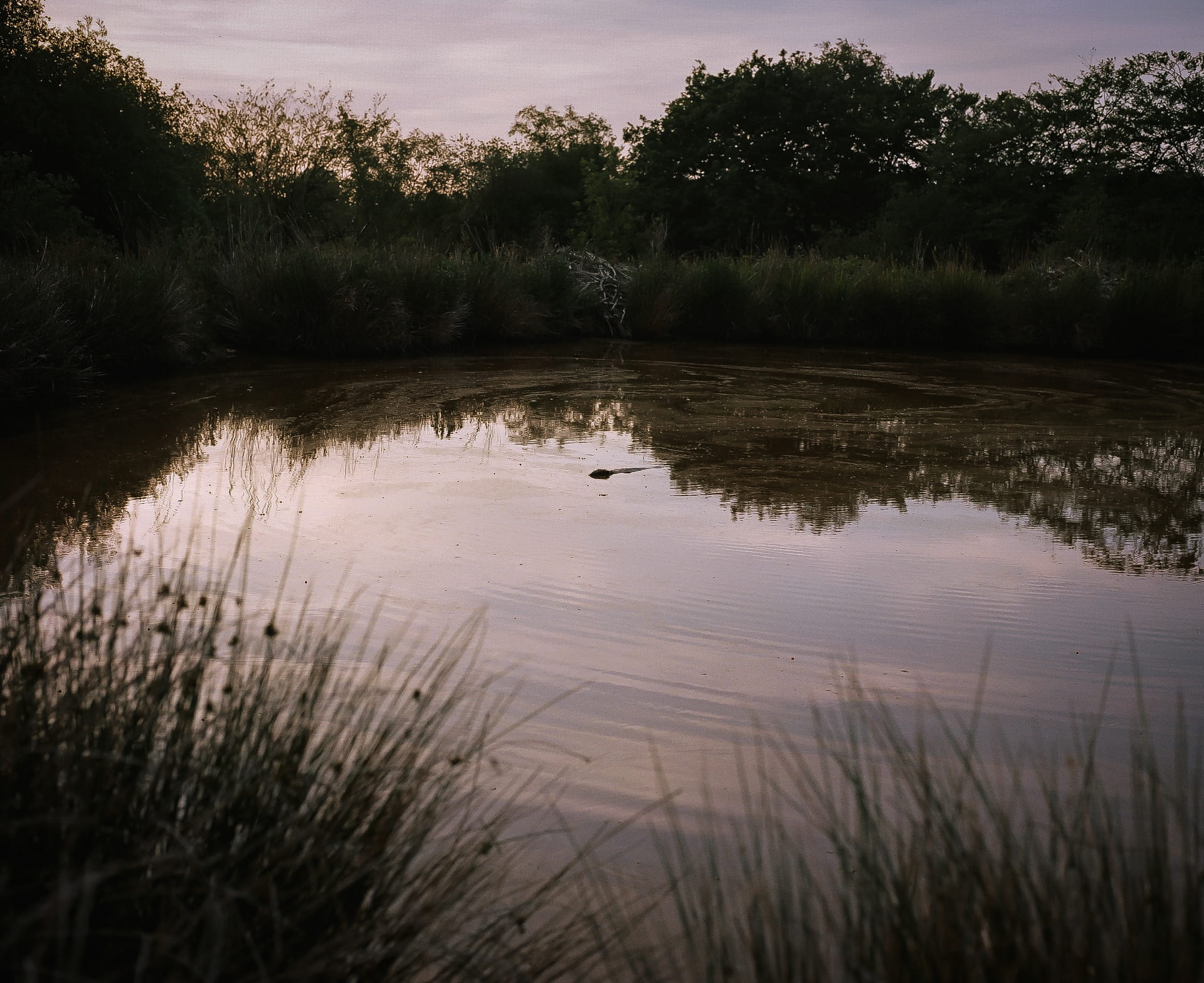 Voor ieder wat wilds: dit zijn de activisten die de bever, de beer en ...
